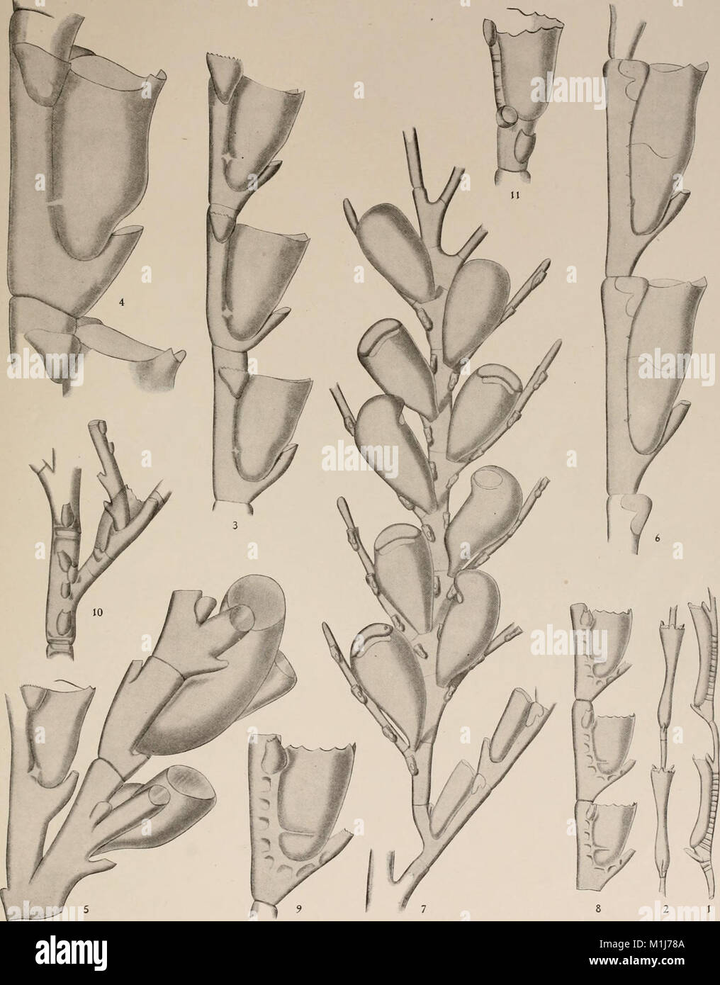'American Hydroids' (1900) is a study of hydroid species found in North ...