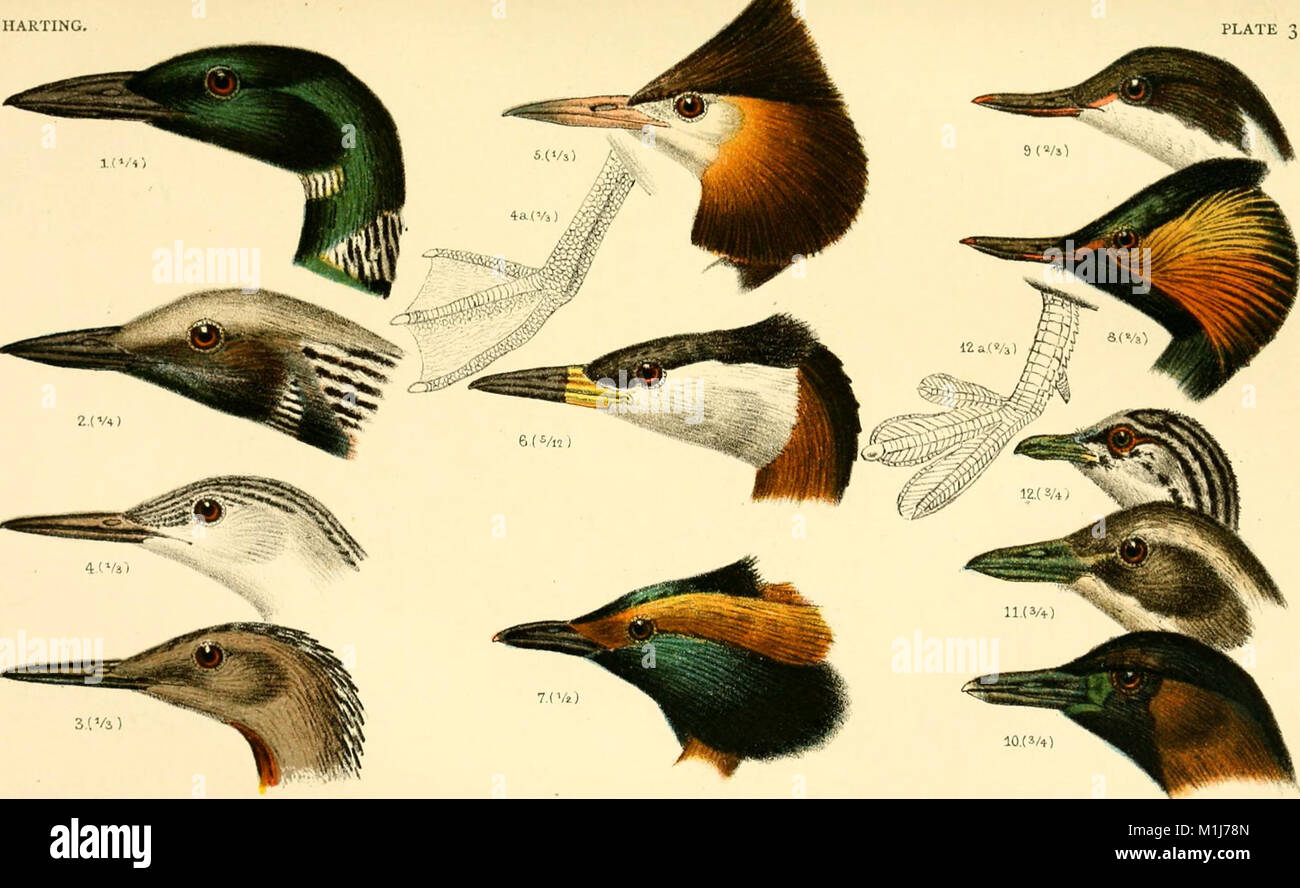 This 1901 handbook provides detailed information on British bird ...