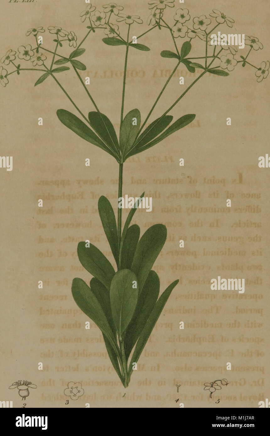 'American Medical Botany' provides detailed information on native ...