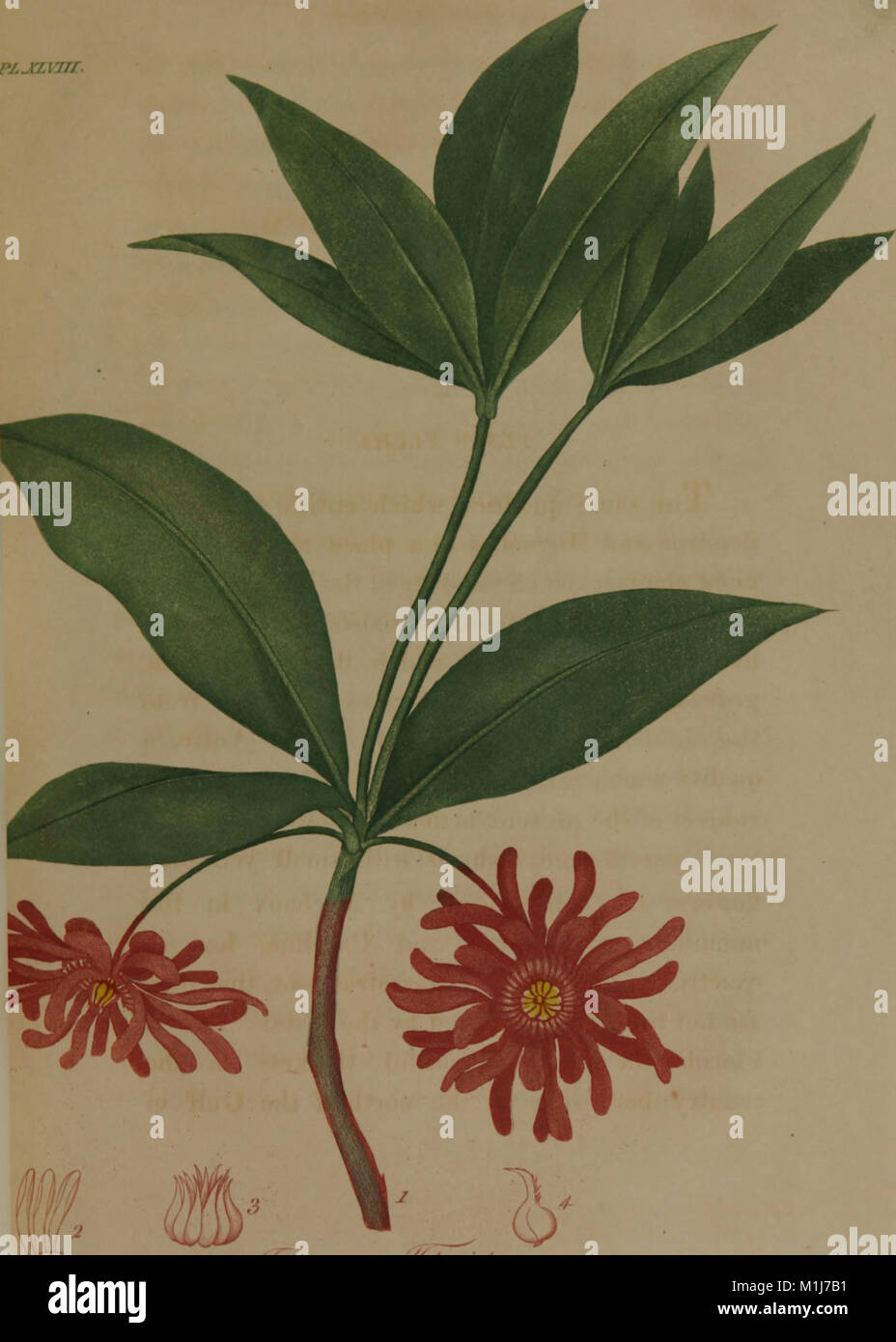 American medical botany- being a collection of the native medicinal ...