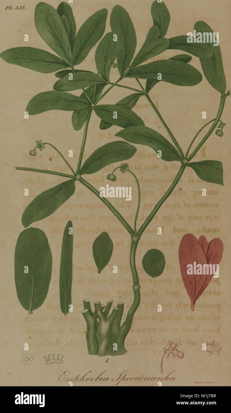 'American Medical Botany' is a comprehensive collection of native ...