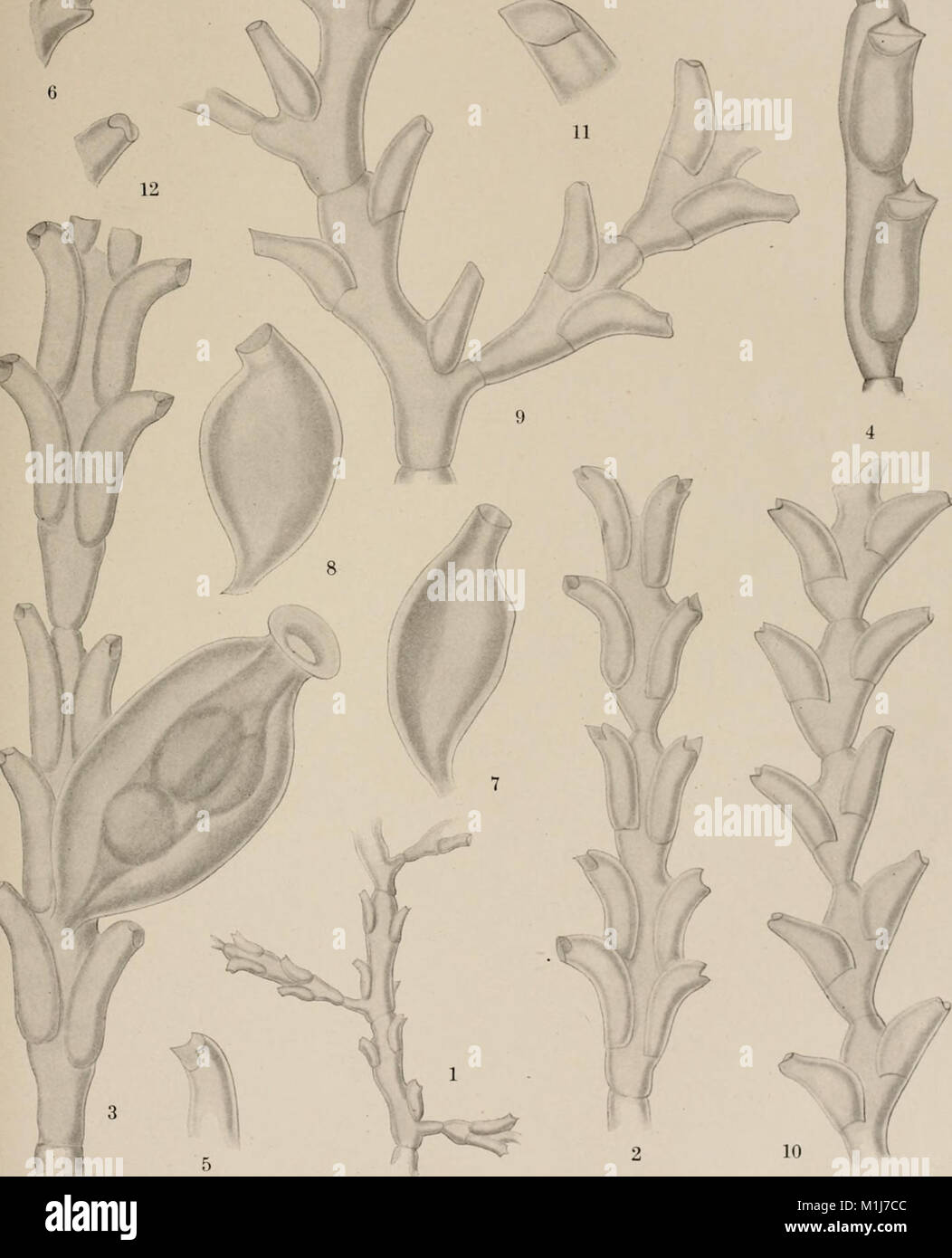 This study of American hydroids (1904) provides a detailed look at the ...