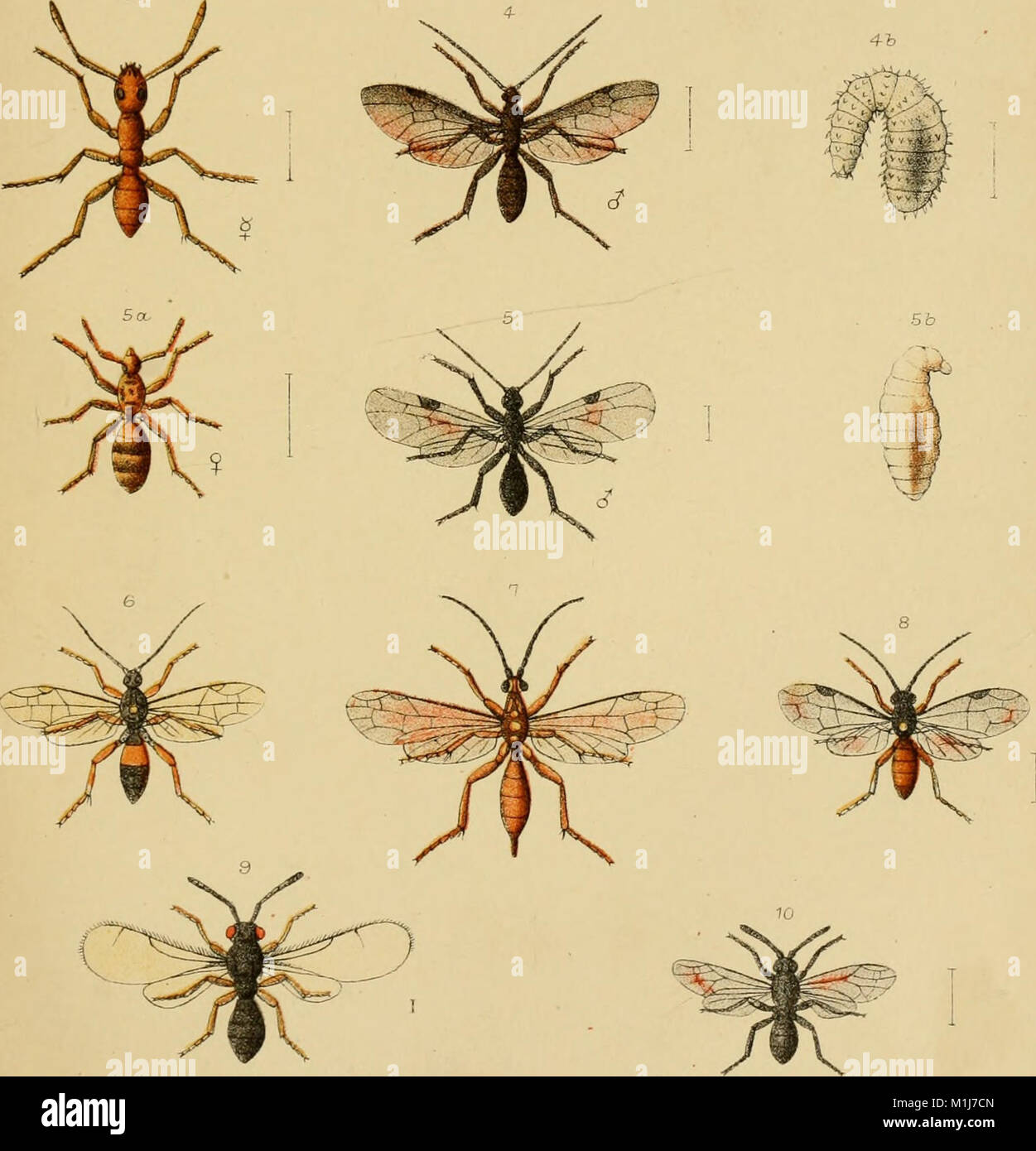This 1892 manual serves as an introduction to New Zealand entomology ...