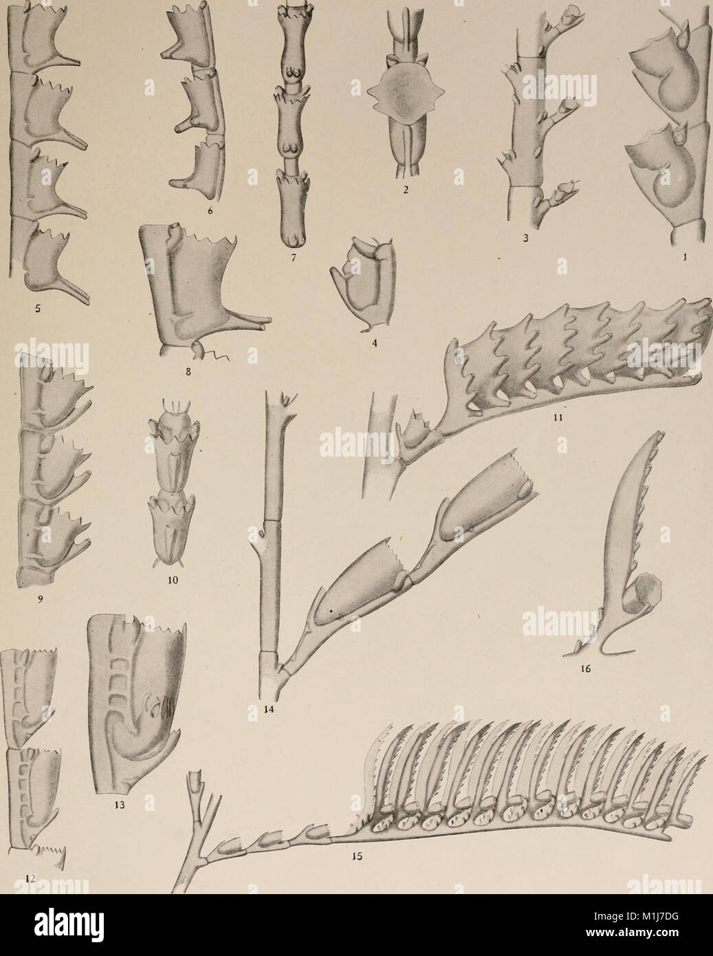 American hydroids (1900) (18149194705 Stock Photo - Alamy