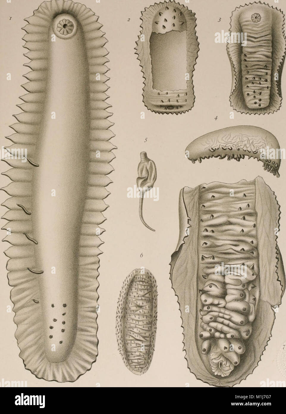 This 1905 report provides a detailed study of deep-sea holothurians ...
