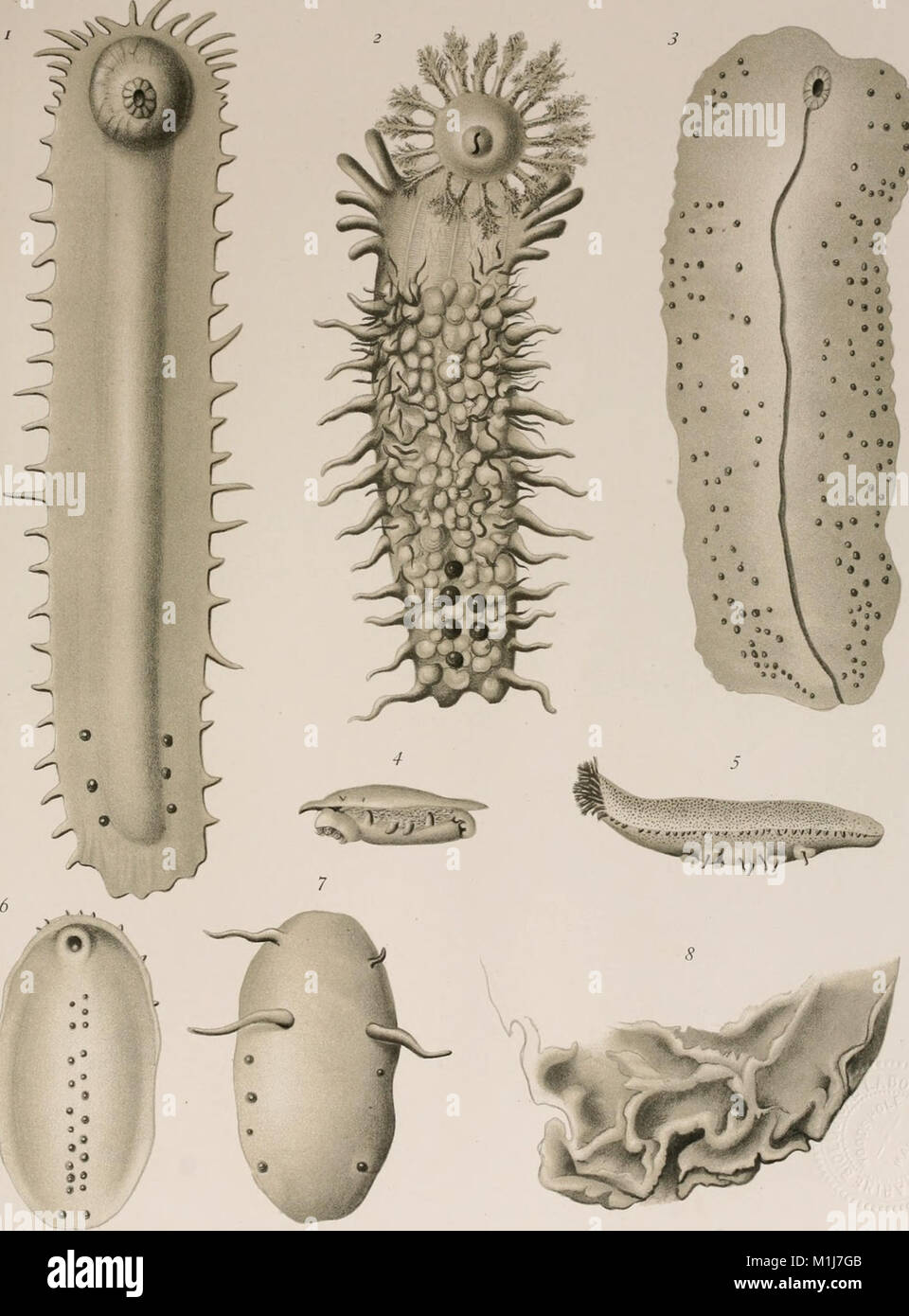 A 1905 study on deep-sea holothurians (sea cucumbers), based on ...
