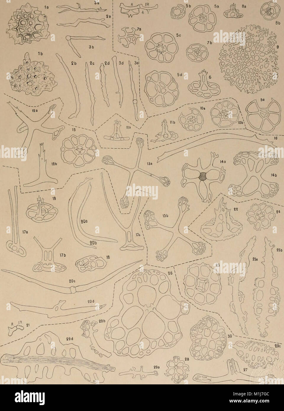This 1905 publication details the collection of deep-sea holothurians ...