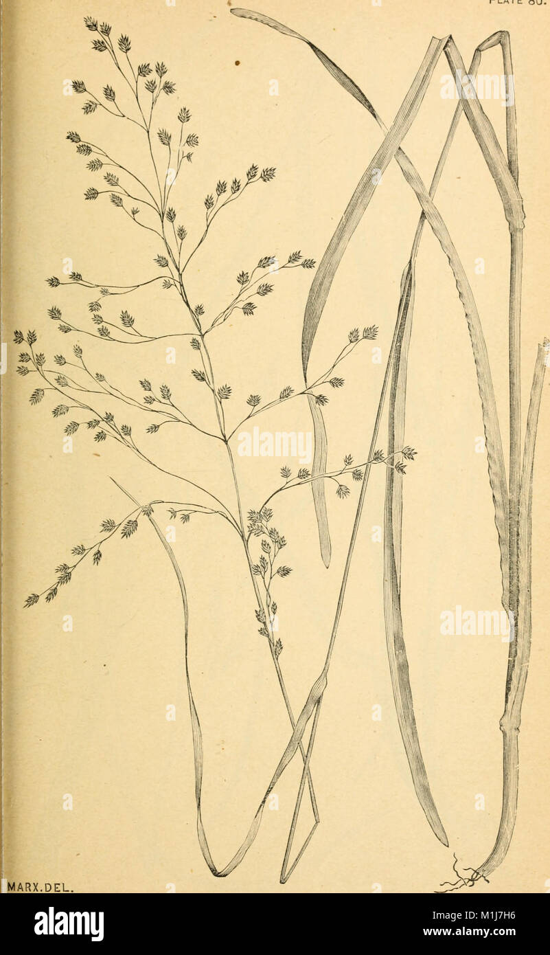 This 1889 publication discusses various agricultural grasses and forage ...
