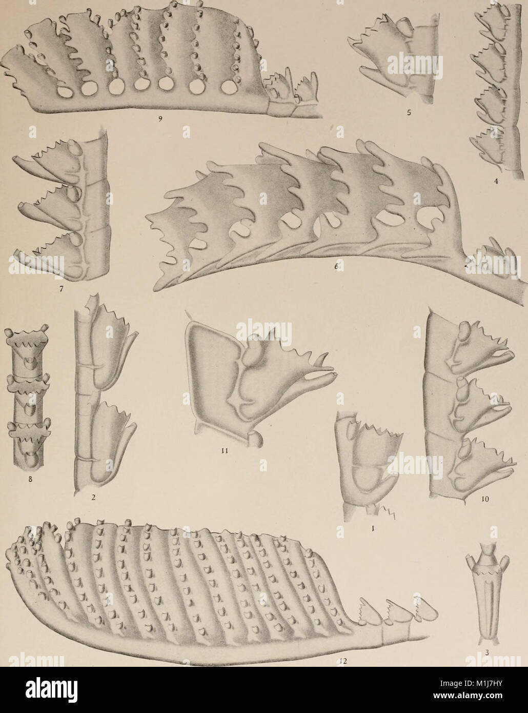 This 1900 work on American hydroids examines various species of small ...
