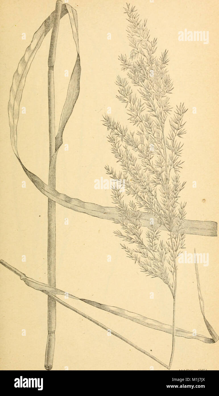 A comprehensive study of agricultural grasses and forage plants in the ...