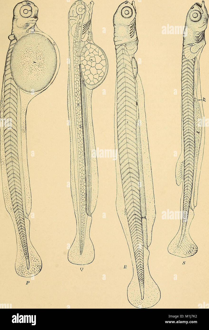 A manual of fish-culture, based on the methods of the United States ...