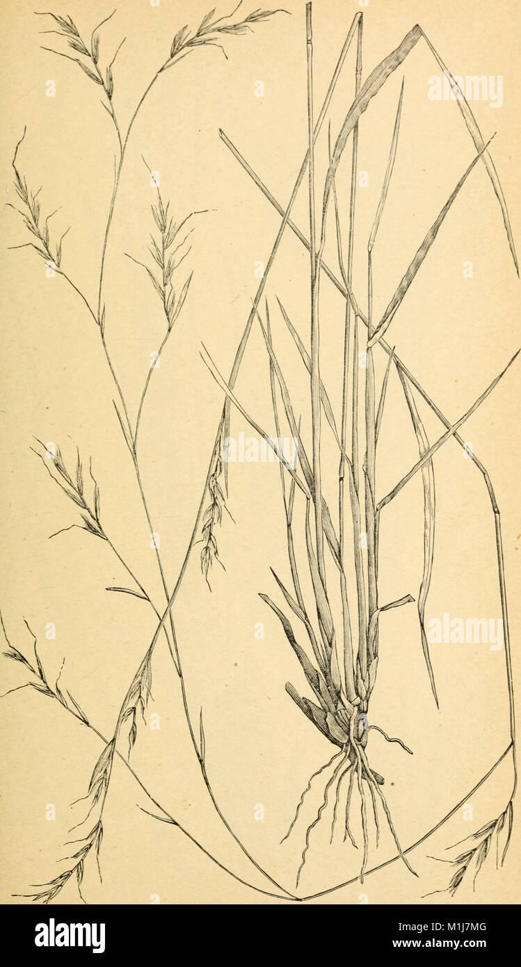 This 1889 publication examines agricultural grasses and forage plants native to the U.S. and ...