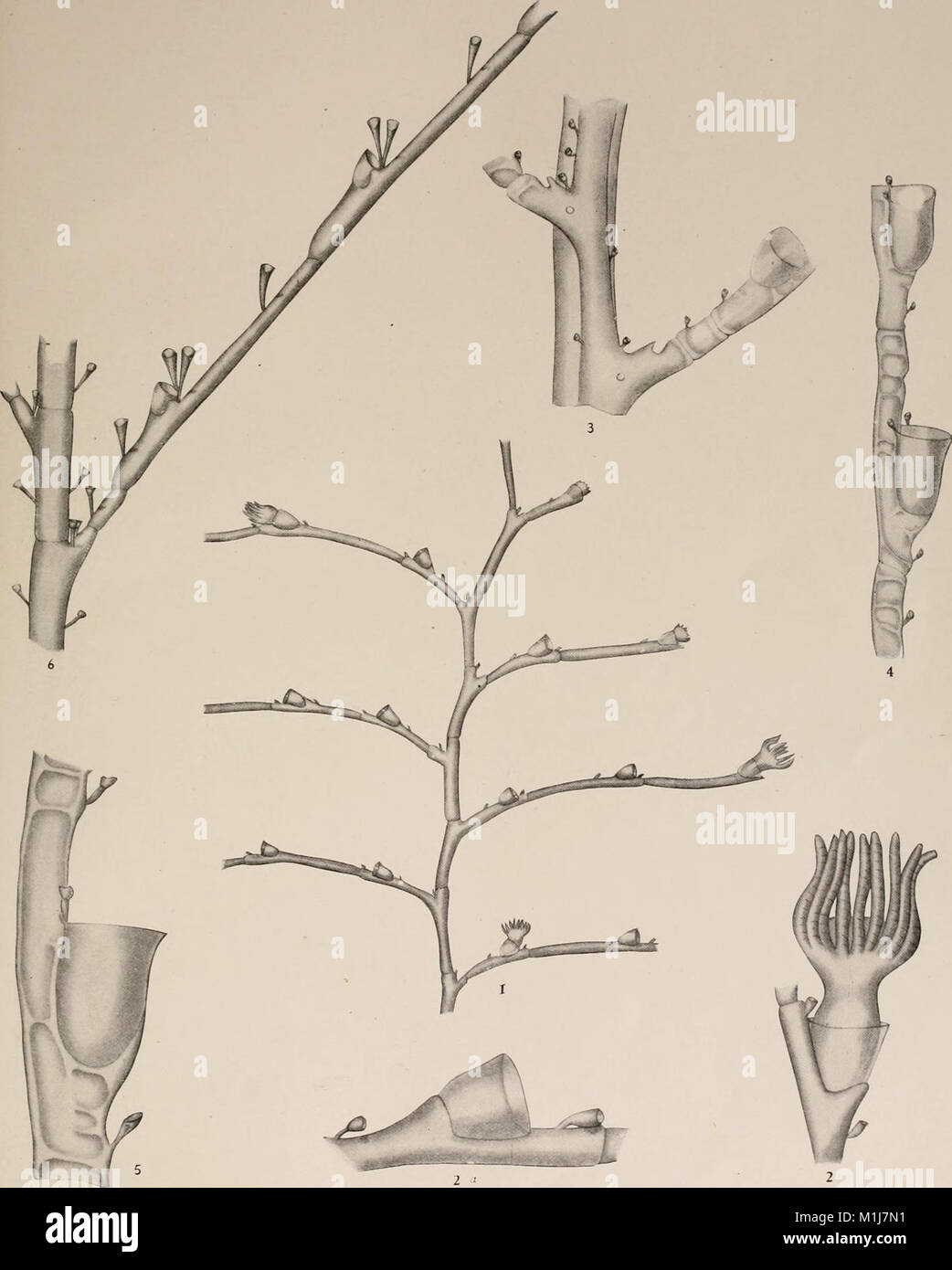 A 1900 publication on American hydroids, covering species ...