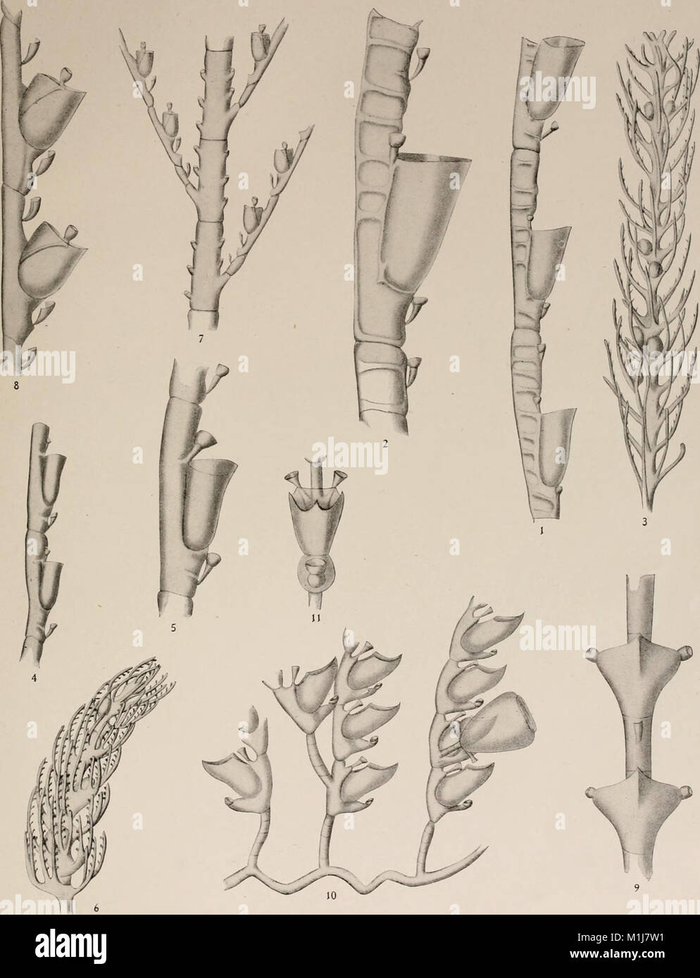 American hydroids (1900) (17526556104 Stock Photo - Alamy