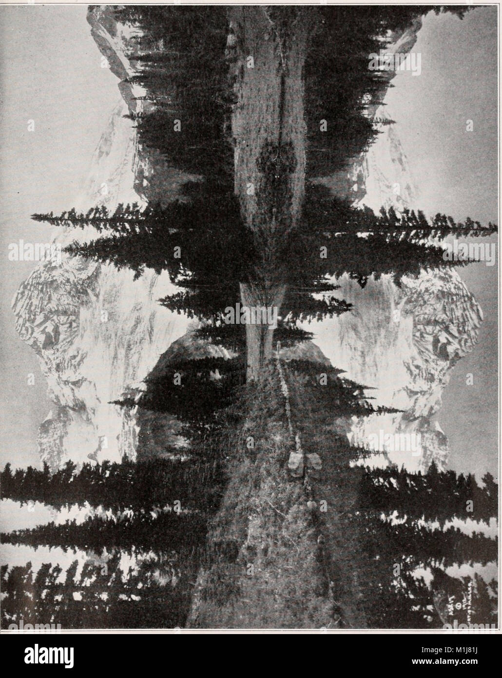 'American Forests' is a publication focusing on the history ...