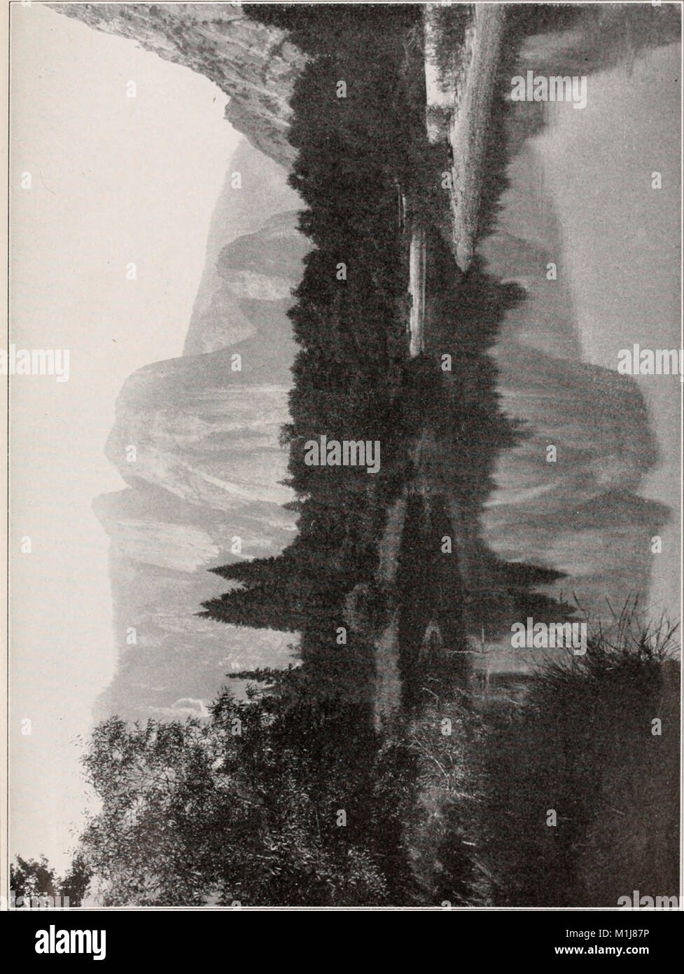 'American Forests' focuses on the ecological importance of forests in ...
