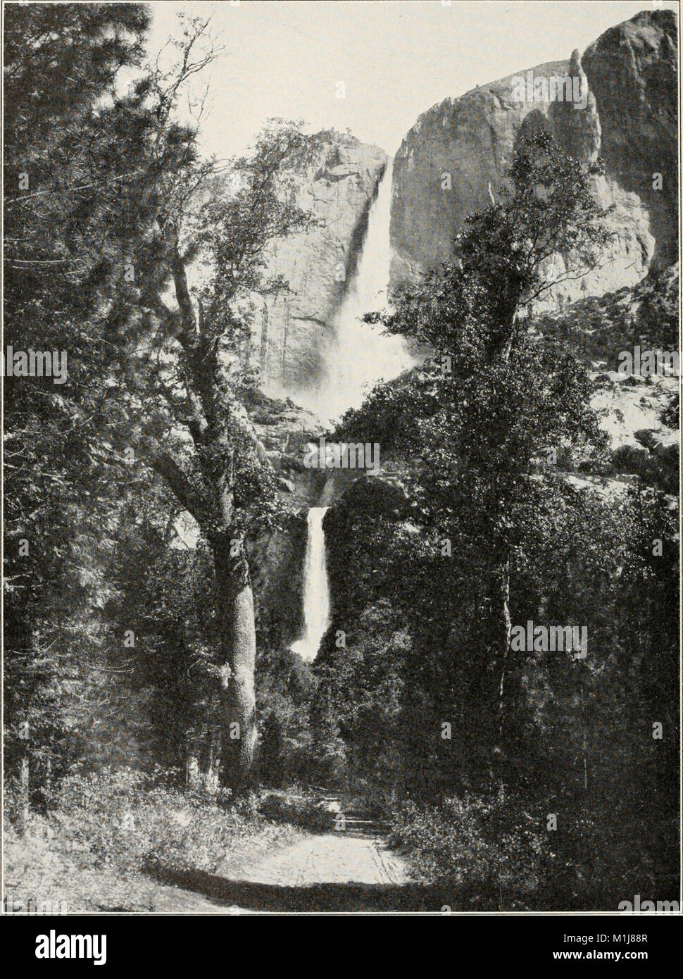 A study on the state of American forests, focusing on their ecological ...