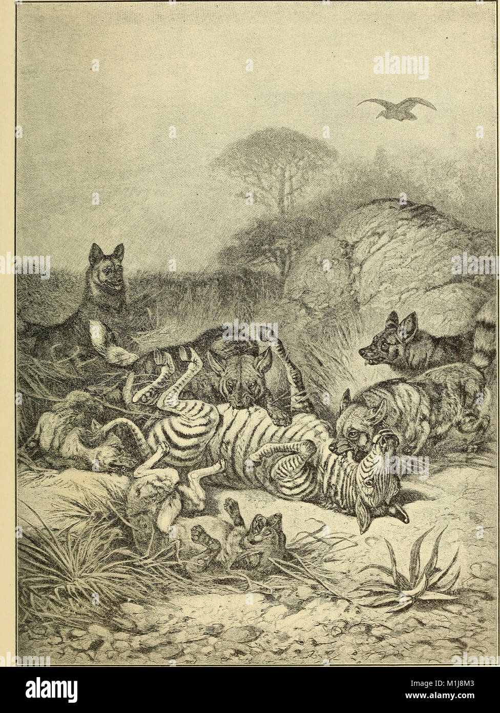 This 1901 book provides an overview of the behavior, habitats, and ...