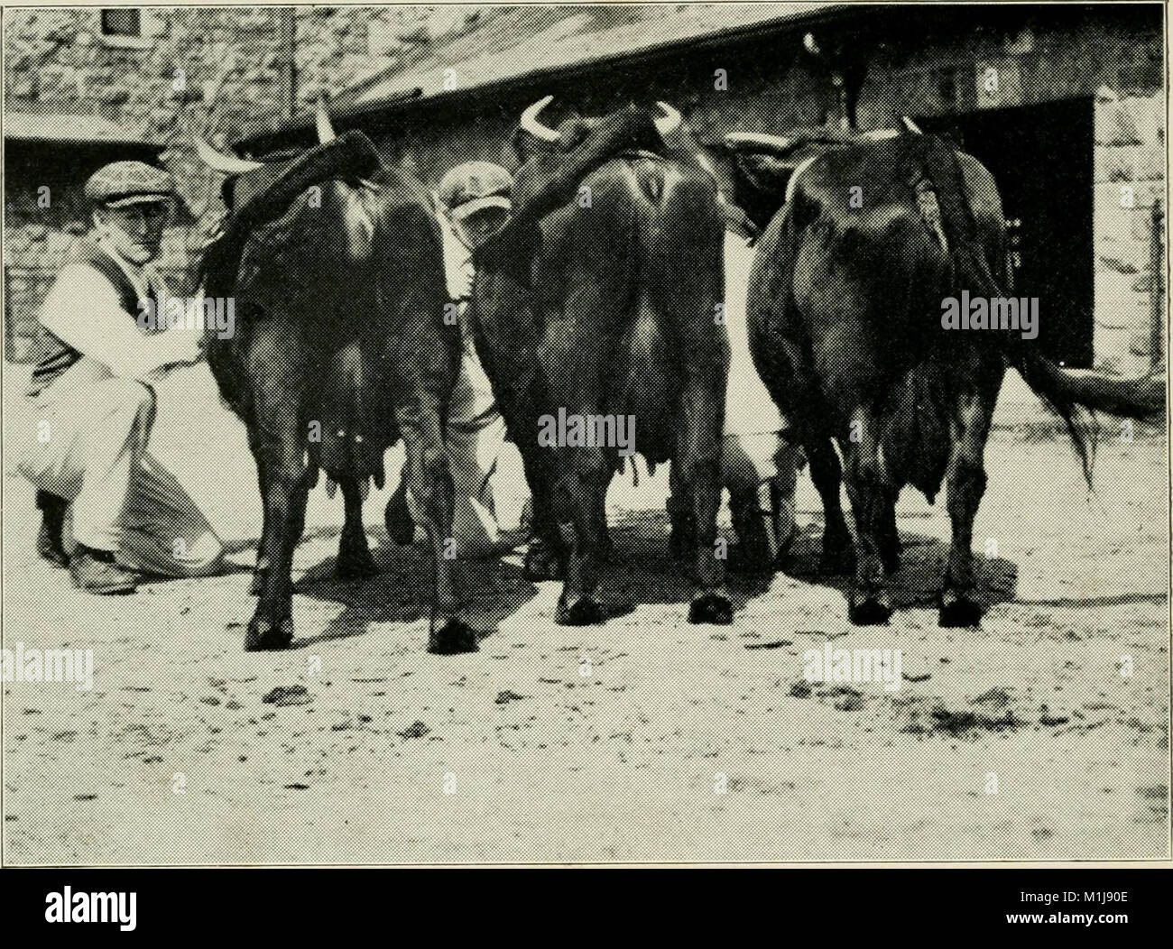 American Kerry and Dexter cattle herd book (1921) (18155550605 Stock ...