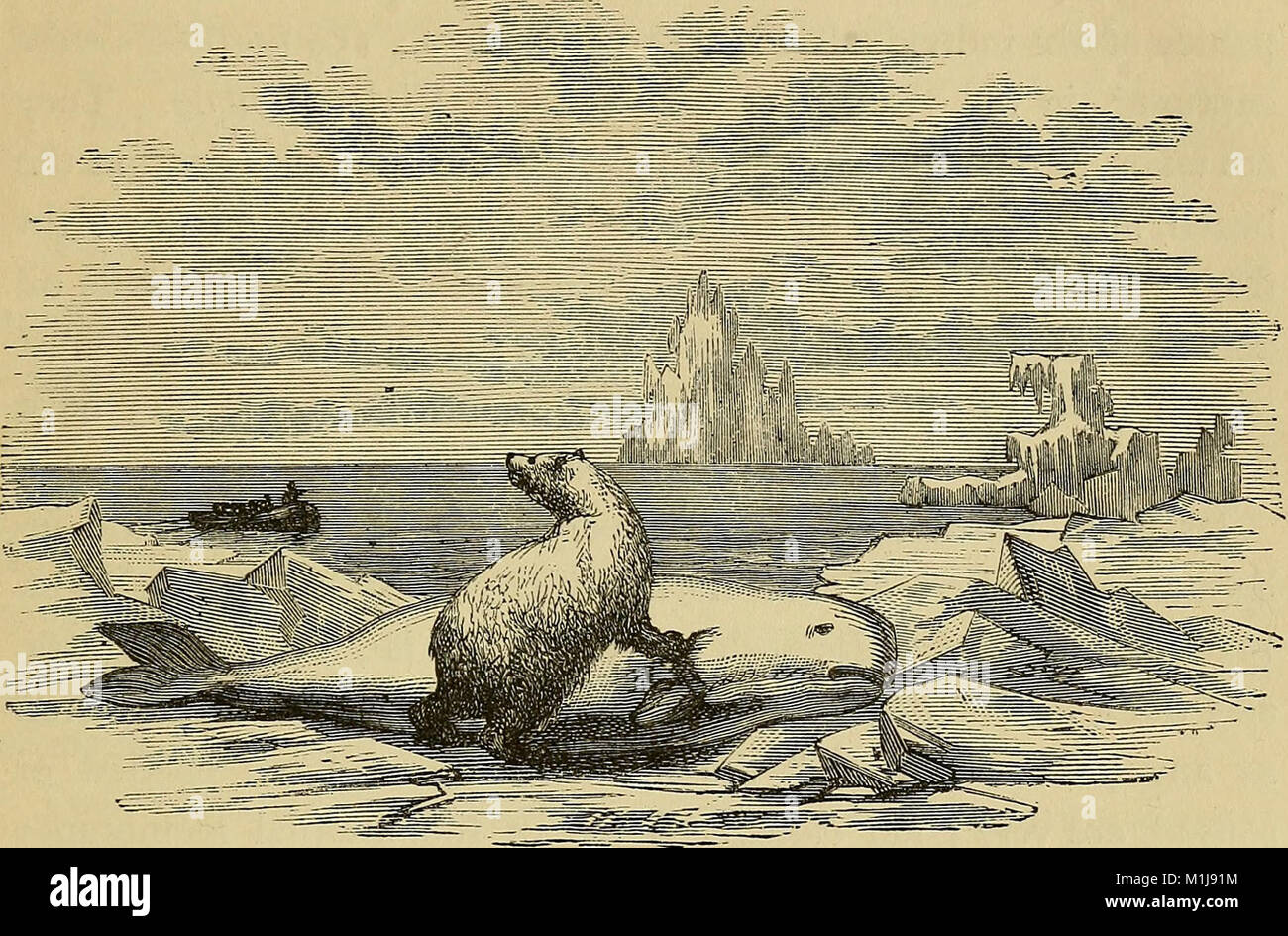 Animal welfare product husbandry hi-res stock photography and images ...