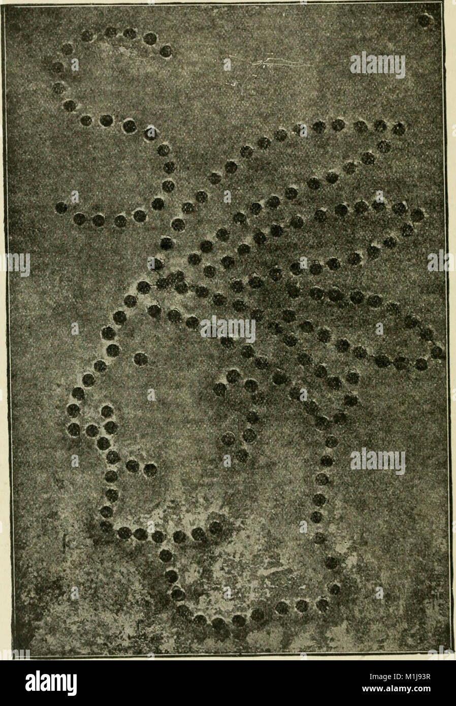 'American Small Arms' (1904) serves as a comprehensive guide to ...