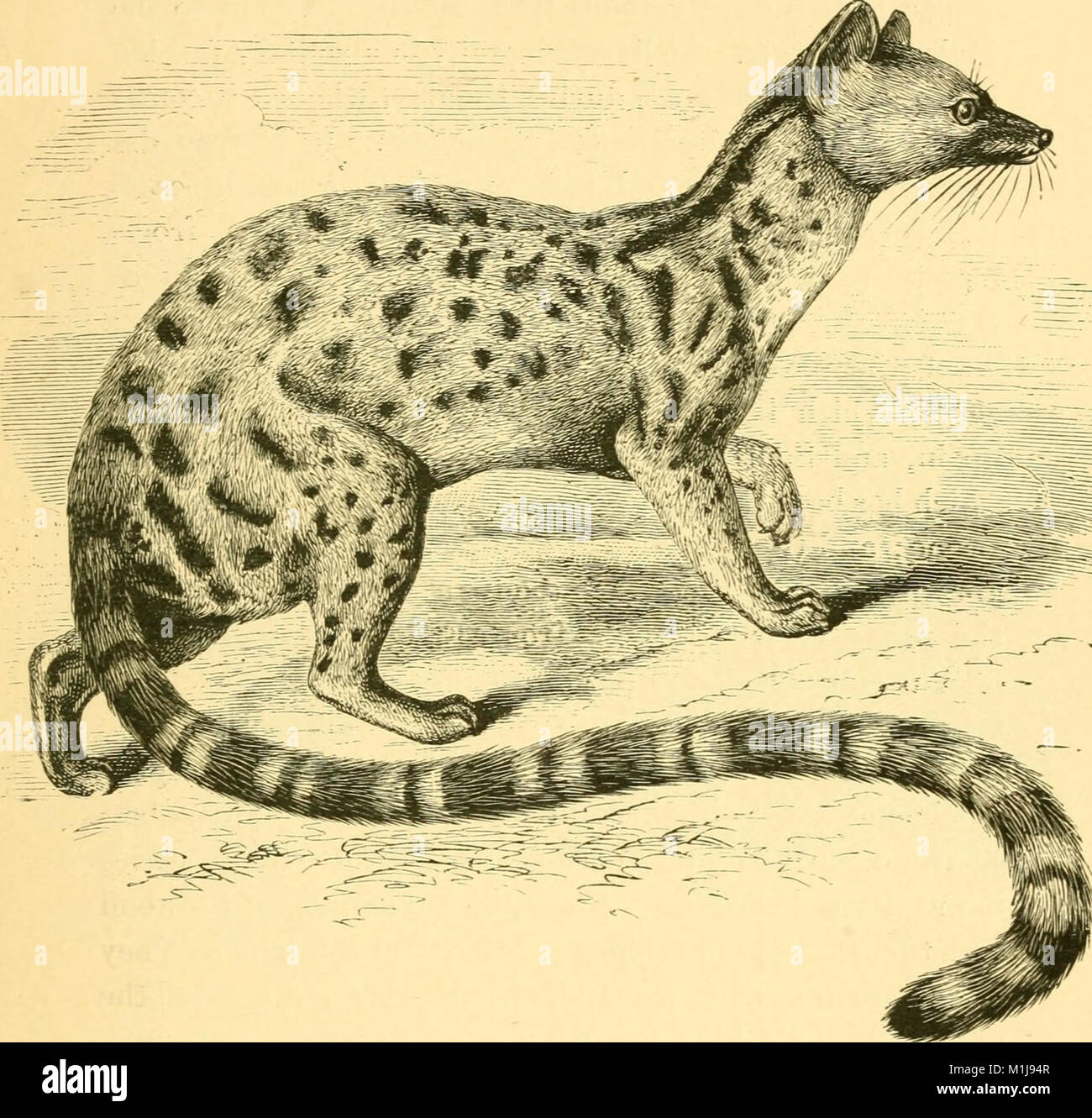 American types of animal life (1894) (18158249382 Stock Photo - Alamy