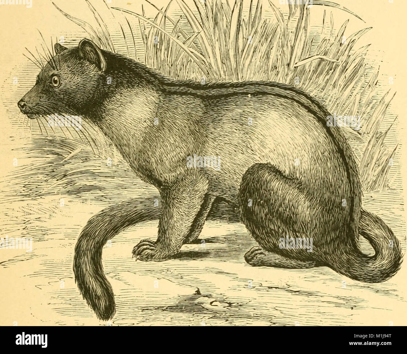 American types of animal life (1894) (18135305586 Stock Photo - Alamy