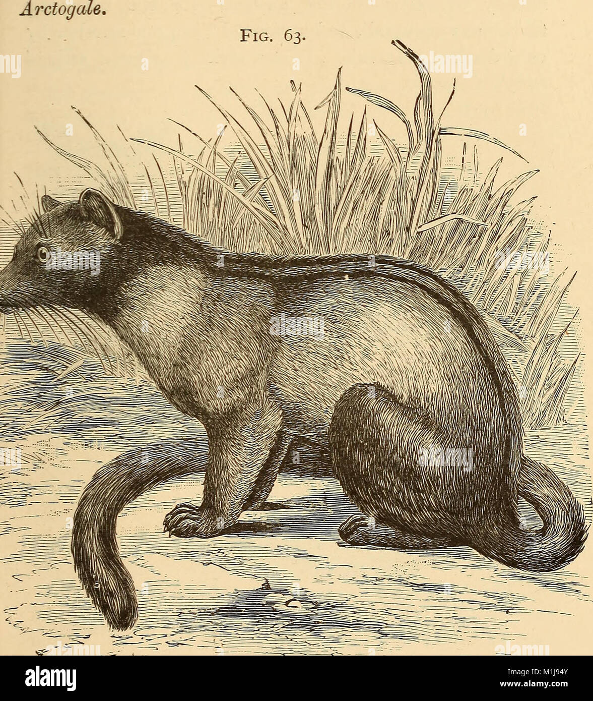 'American Types of Animal Life' (1894) explores the diverse range of ...