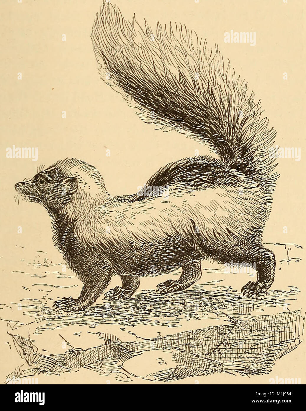 'American Types of Animal Life' (1894) examines the diversity of animal ...