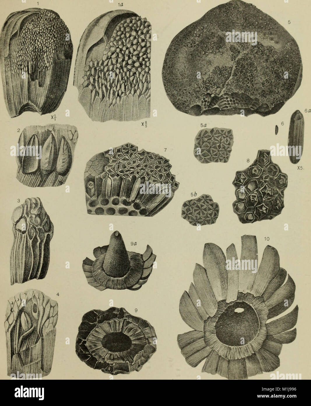 American fossil cycads (1906) (17525267694 Stock Photo - Alamy
