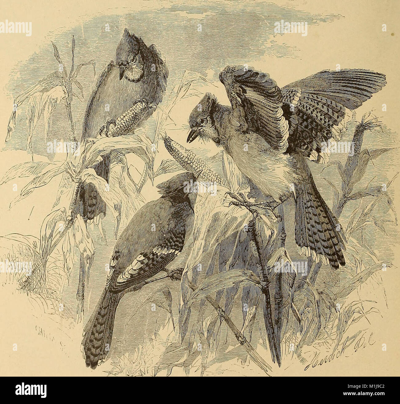 *American Art and American Art Collections* (1889) features essays on ...