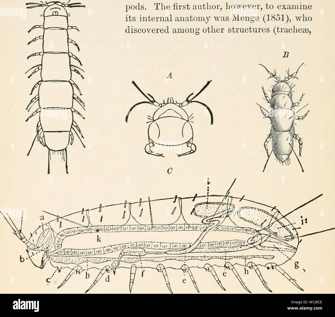 This textbook provides a comprehensive guide to entomology, covering ...