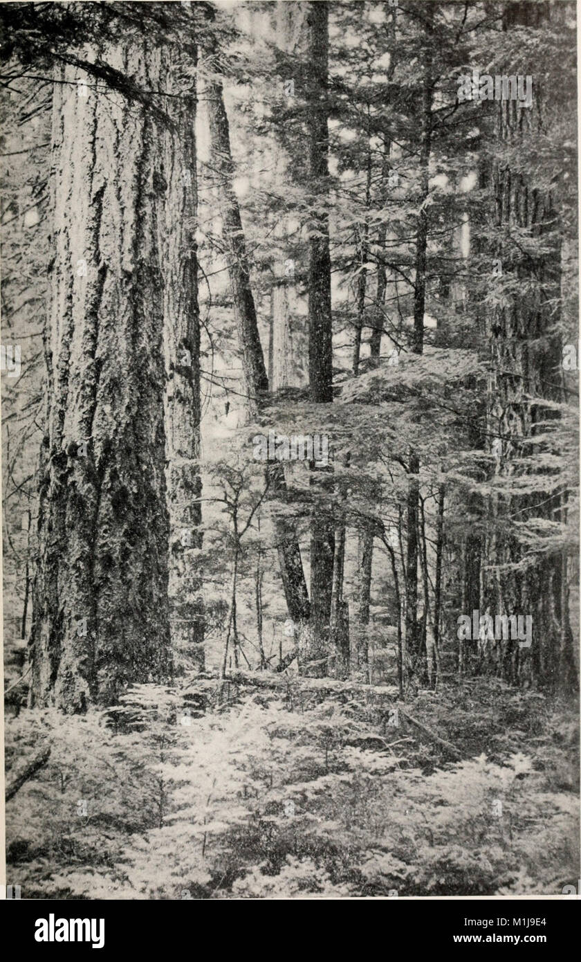 'American Forests' covers the diverse range of forest ecosystems across ...