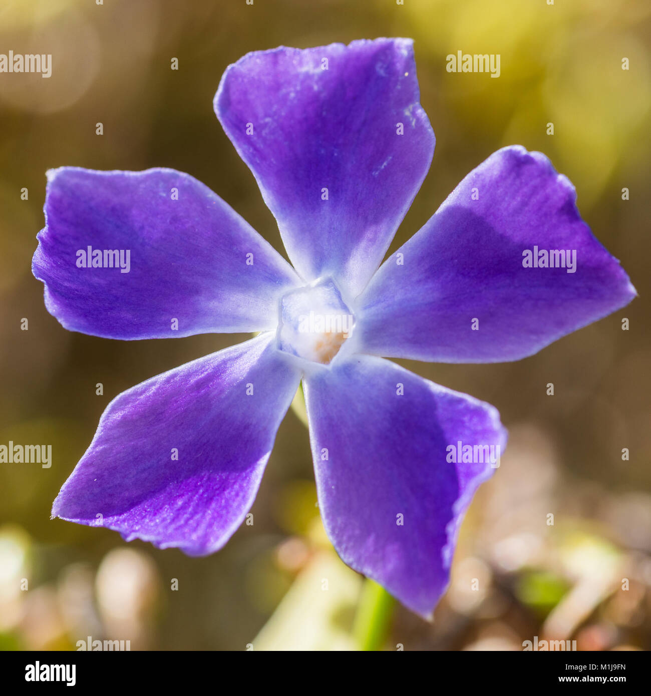 A macro shot of a purple periwinkle bloom Stock Photo - Alamy