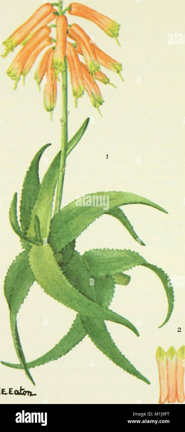 Addisonia - colored illustrations and popular descriptions of plants ...