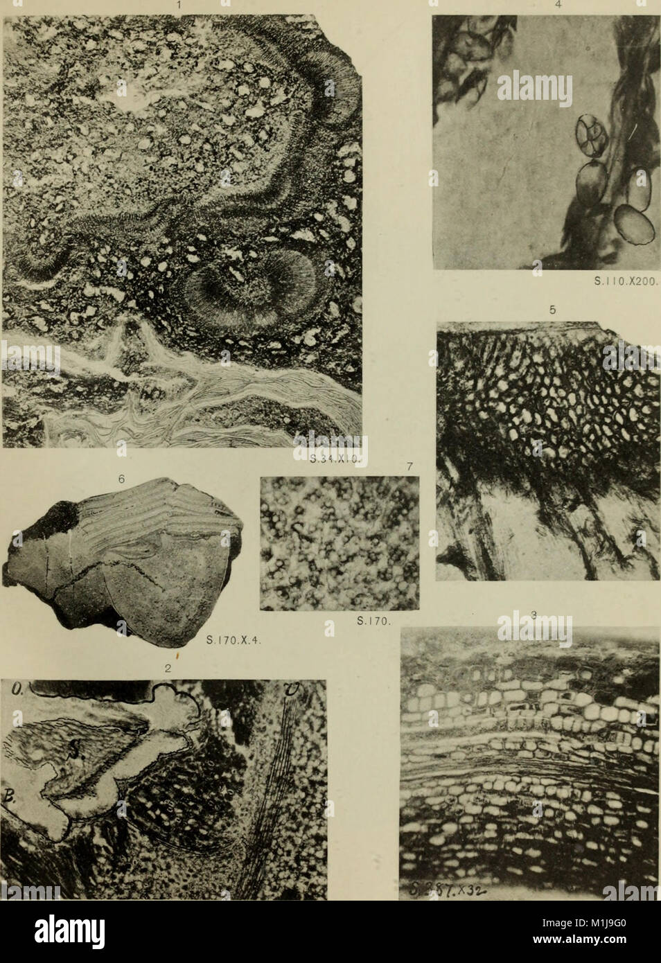 The 1906 publication 'American Fossil Cycads' focuses on the study of ...
