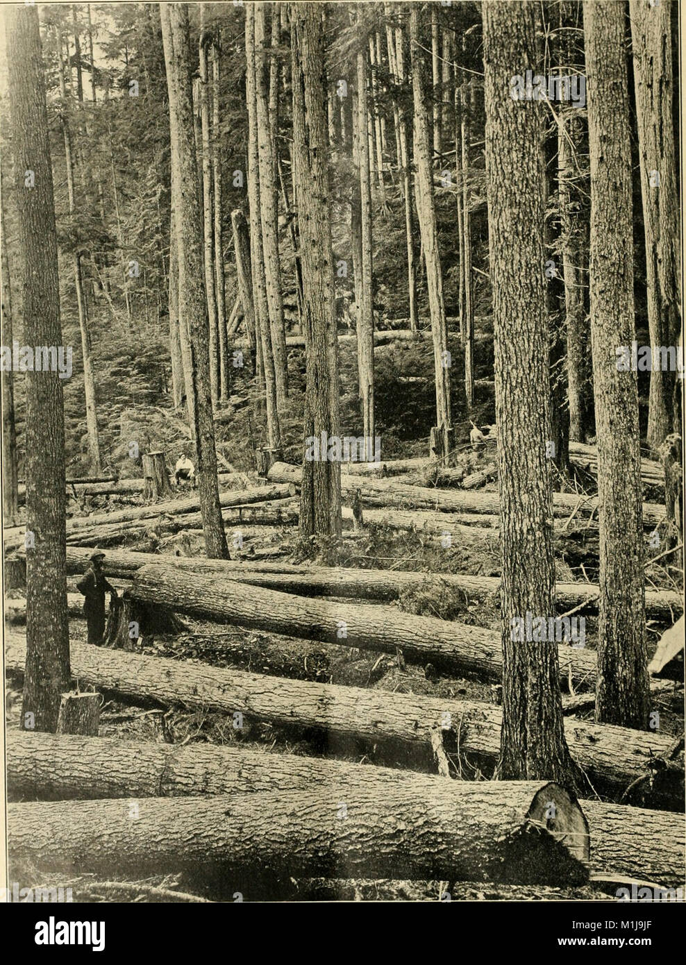 'American Forestry' (1910-1923) focuses on forest conservation ...