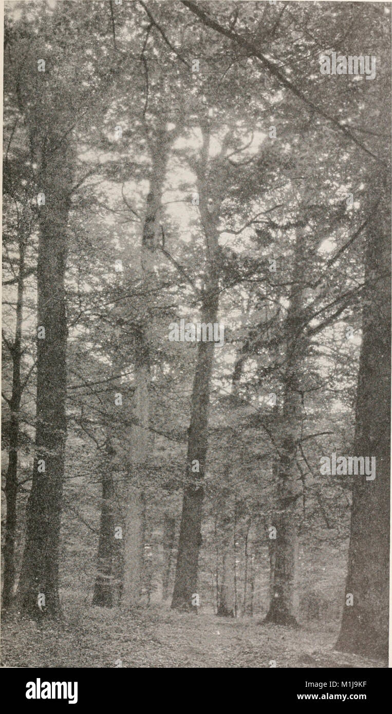 'American Forests' focuses on the history and conservation of forests ...