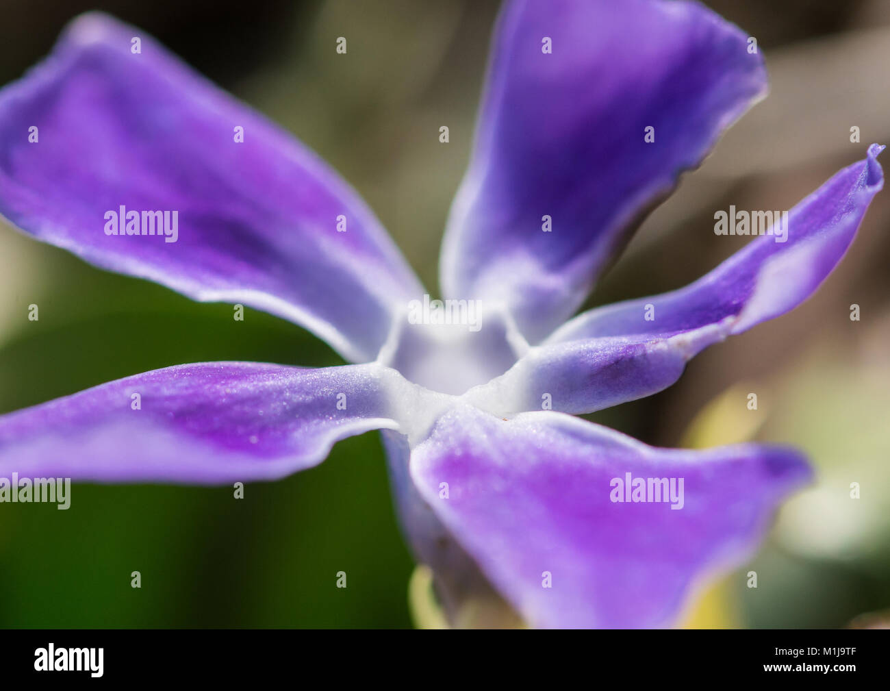 Deep periwinkle hi-res stock photography and images - Alamy