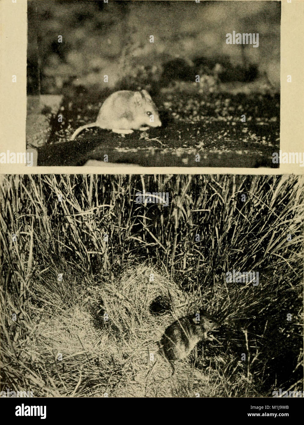 'Animal Life of the Carlsbad Cavern' (1928) explores the diverse ...