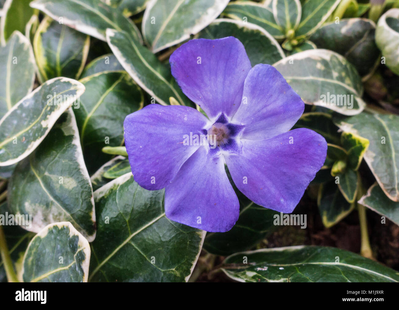 Periwinkle pollen hi-res stock photography and images - Alamy