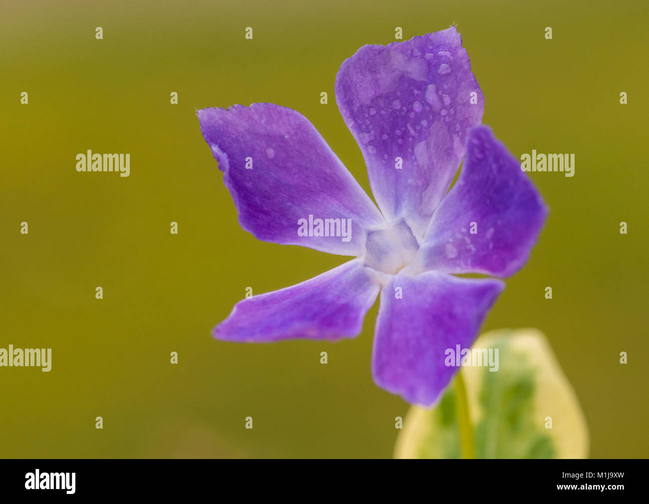 A macro shot of a purple periwinkle bloom Stock Photo - Alamy