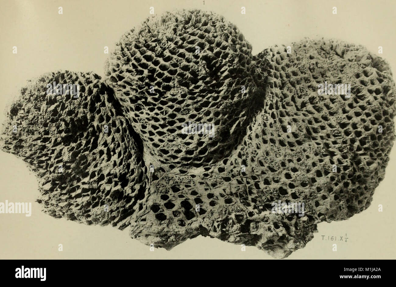 American fossil cycads (1906) (17959823810 Stock Photo - Alamy