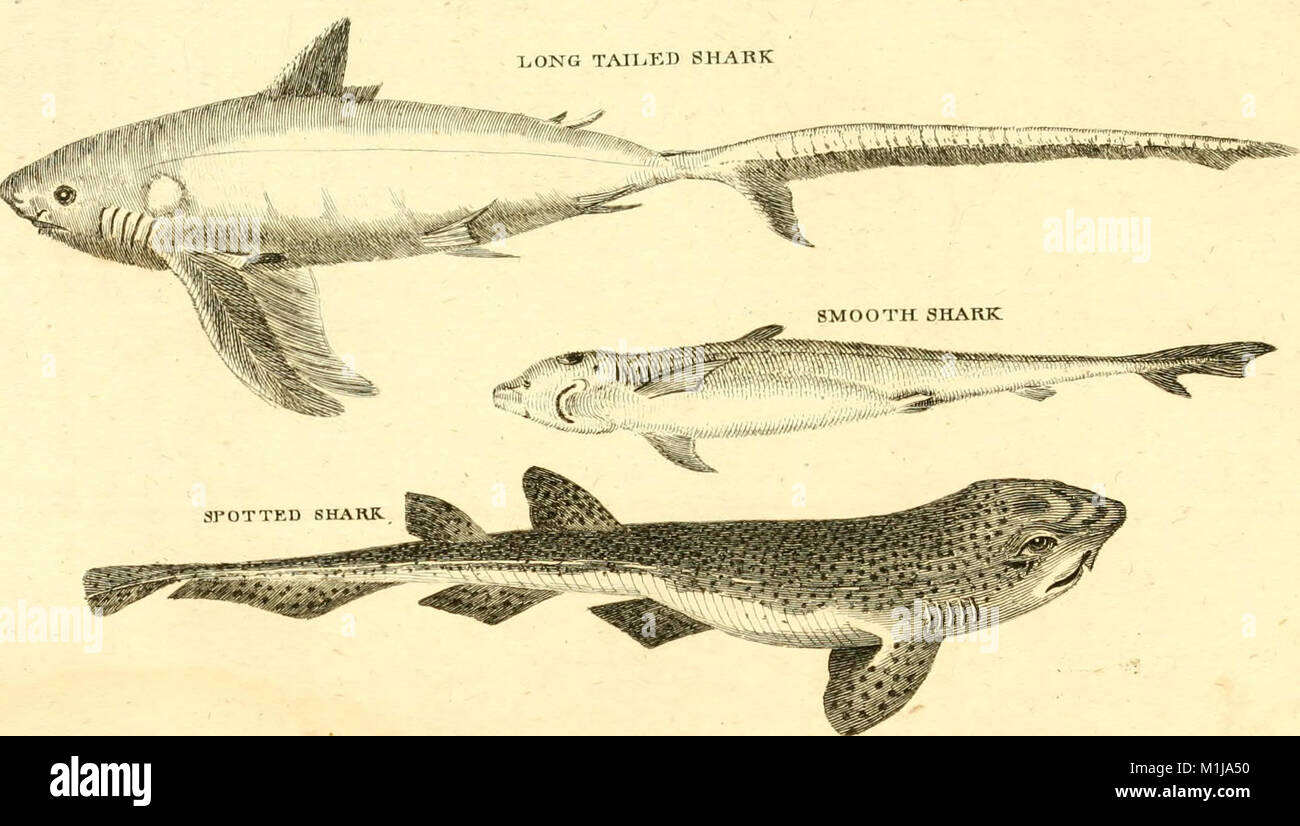 This 1792 work presents a comprehensive natural history of various ...