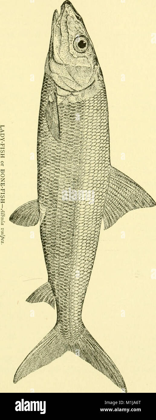 American game fishes; their habits, habitat, and peculiarities; how ...