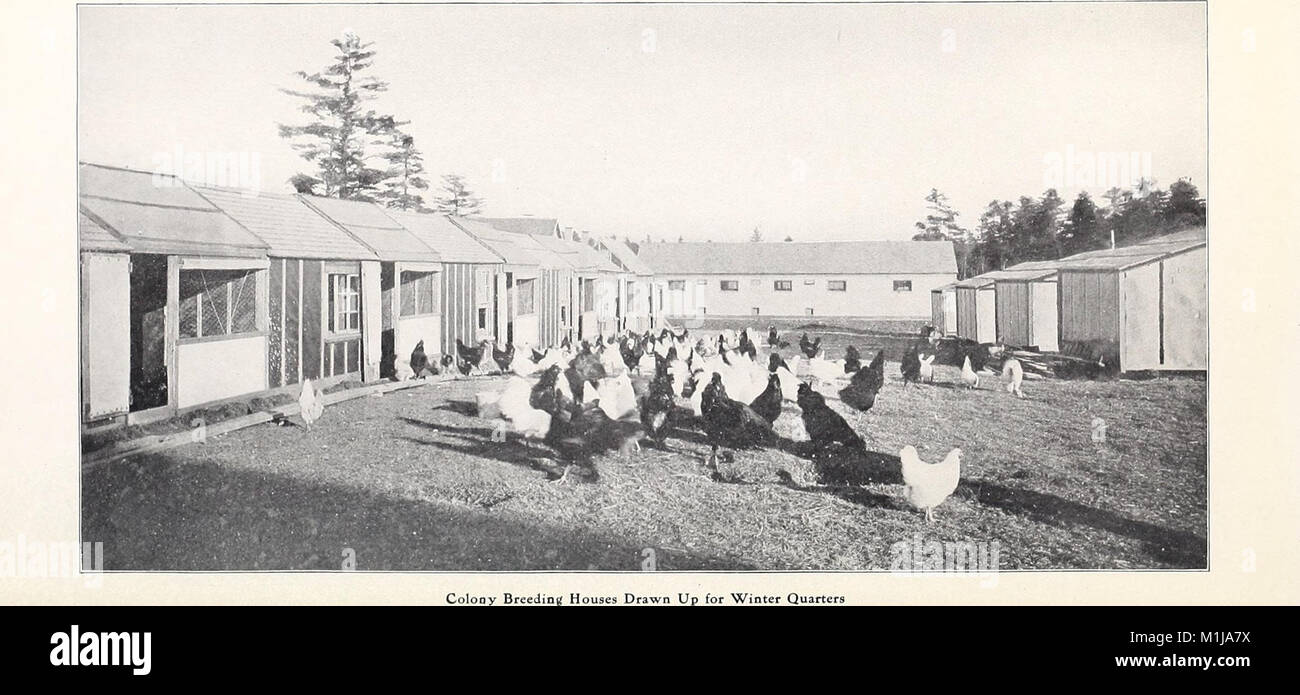 This 1910 publication explores opportunities for poultry farming ...