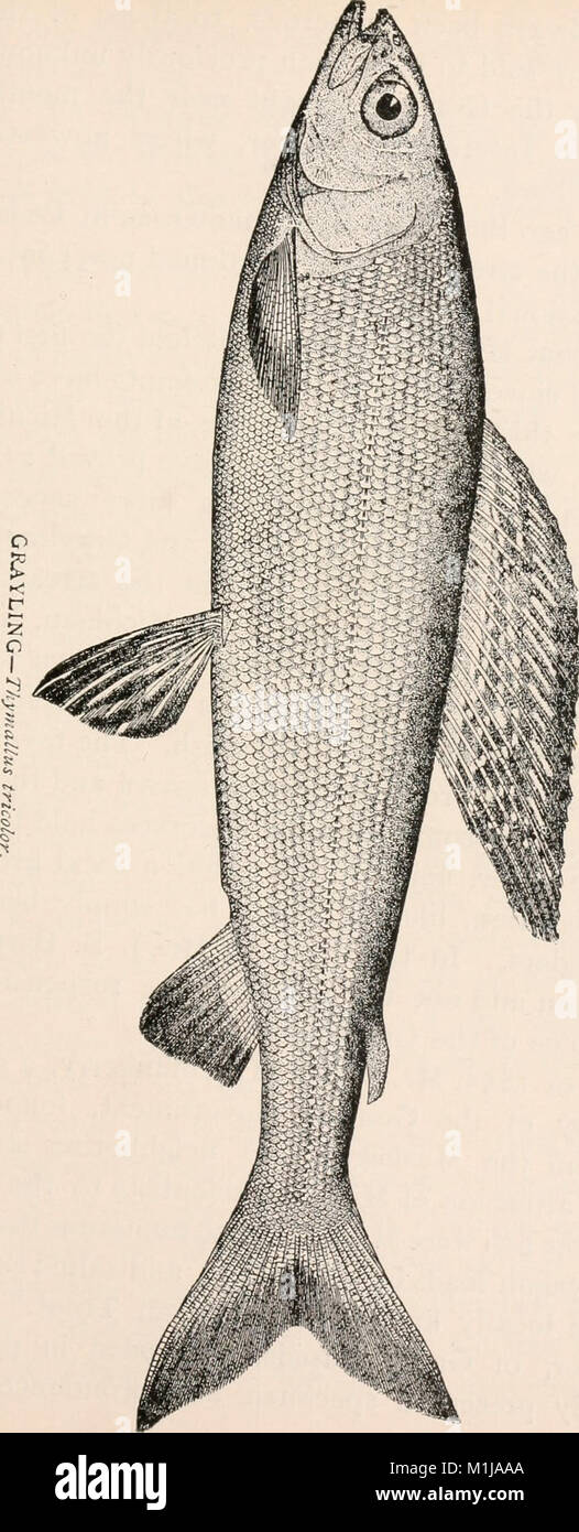 This book details the habits, habitats, and distinctive traits of ...