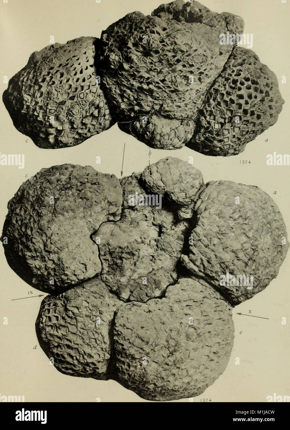 The 1906 work *American Fossil Cycads* studies fossilized cycad species ...