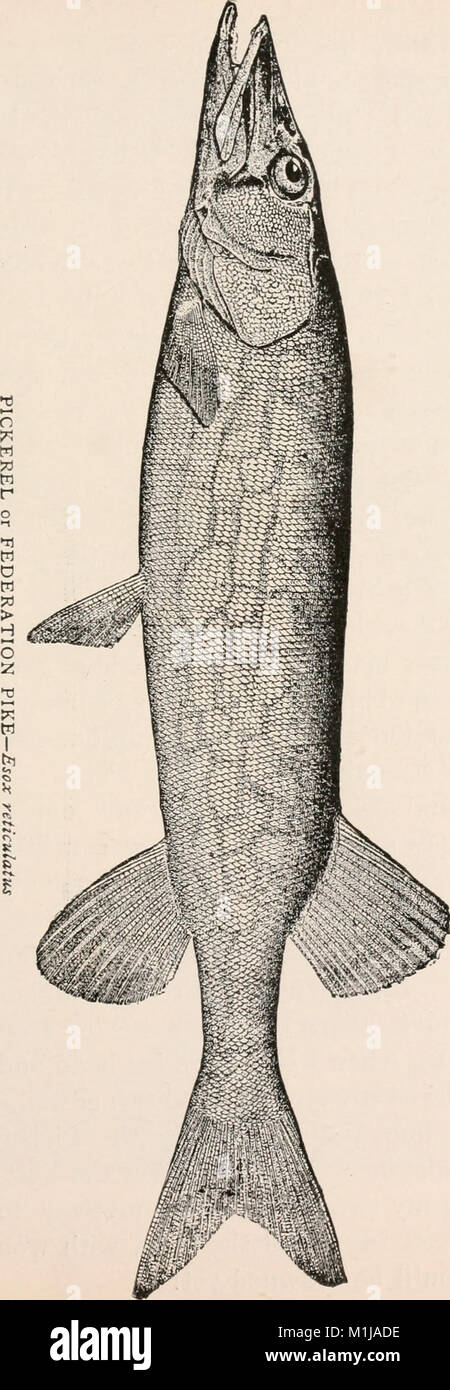 American game fishes - their habits, habitat, and peculiarities, how ...