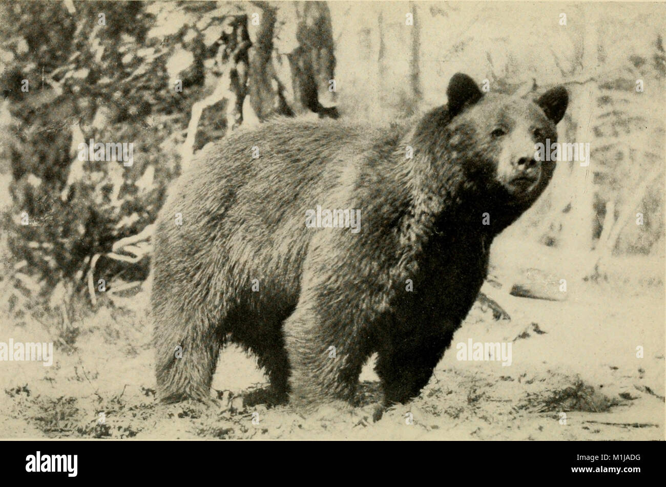 American Big Game in its Haunts (1904) is a comprehensive guide ...